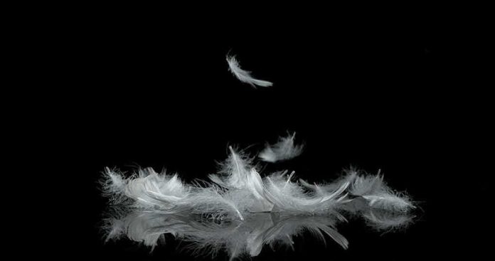 Why You Keep Seeing Feathers: Spiritual Meanings Explained | Astrovibe